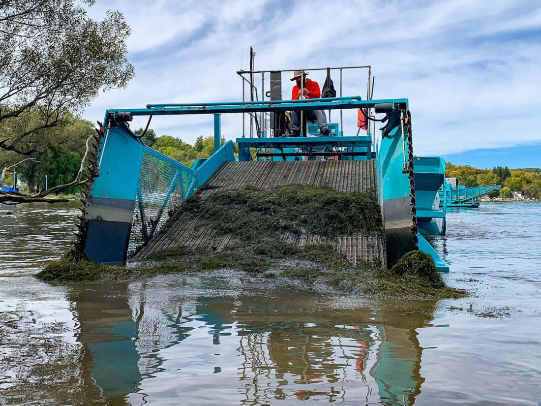 New invasive species found in Chautauqua Lake | News, Sports, Jobs ...